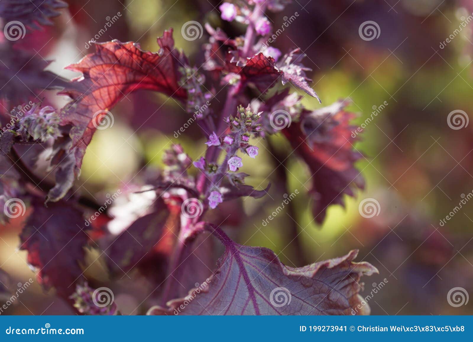 Flower of a Red Perilla, Perilla Frutescens Stock Image - Image of ...