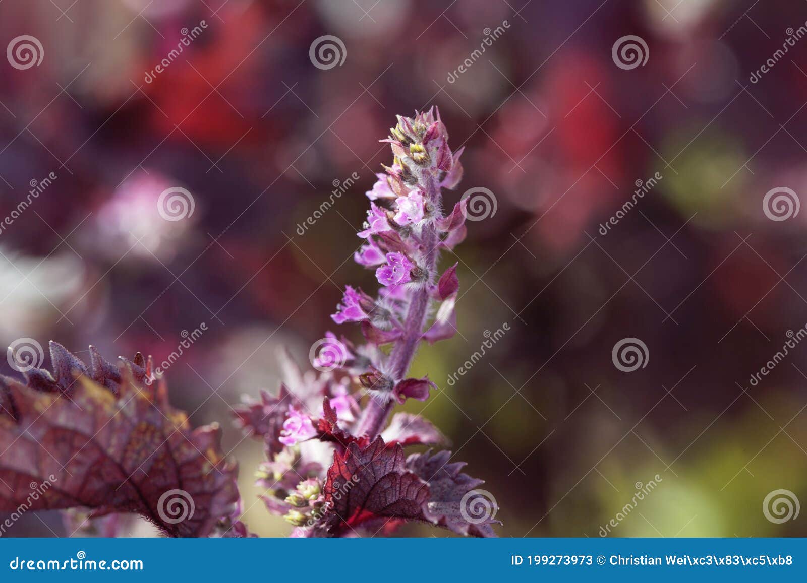Flower of a Red Perilla, Perilla Frutescens Stock Image - Image of ...