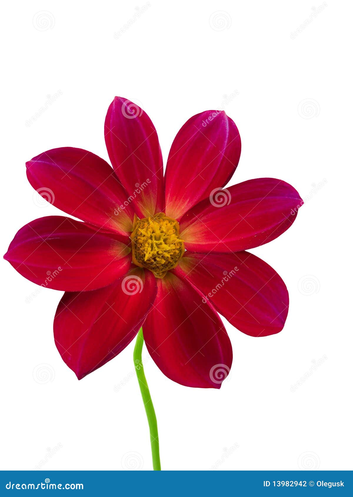Flower red petals stock photo. Image of decorative, stalk - 13982942