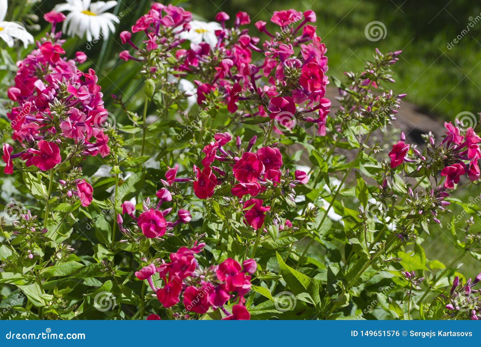 A flower of red phlox stock photo. Image of botanical - 149651576