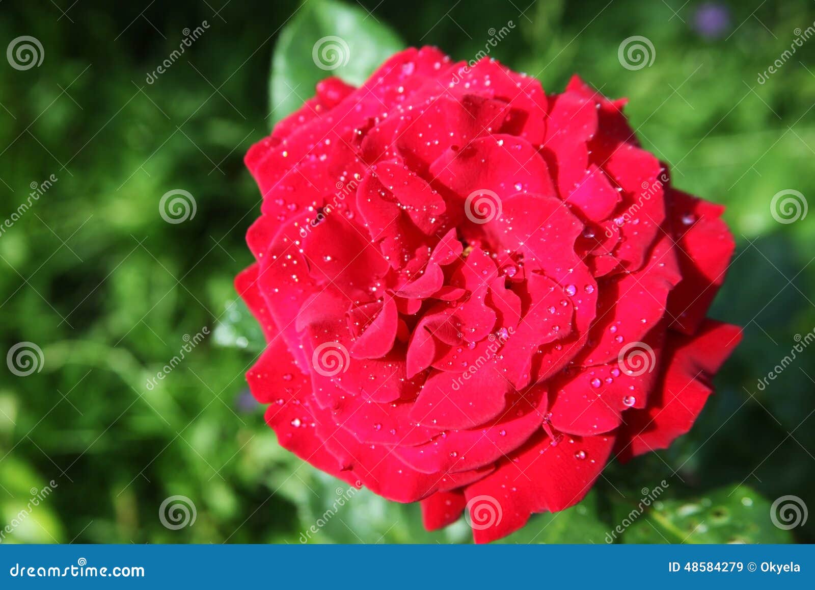 Flower Red Rose with Drops of Dew Stock Image - Image of flower, plant ...