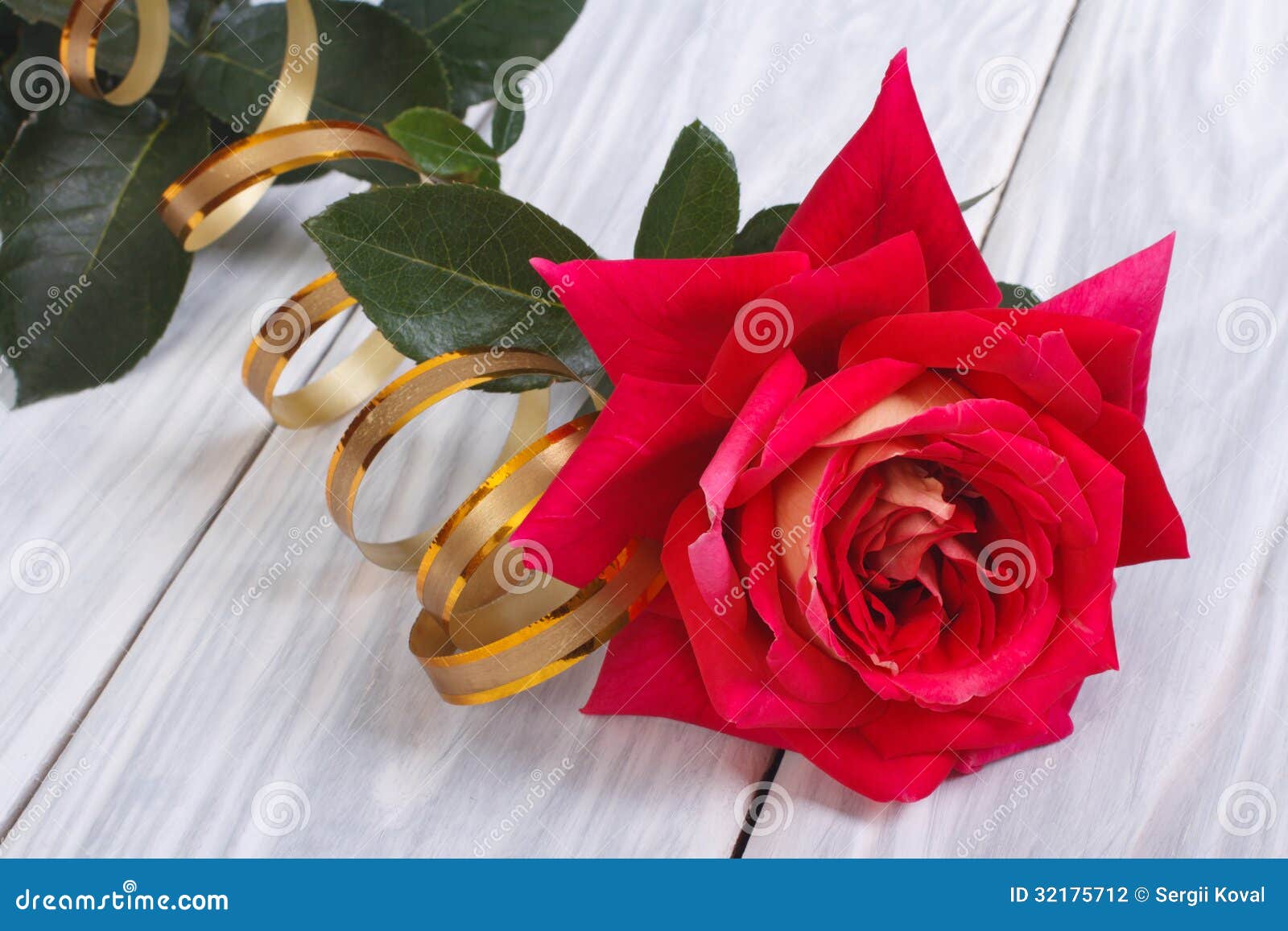 Flower of Red Rose with a Golden Ribbon Stock Photo - Image of board ...