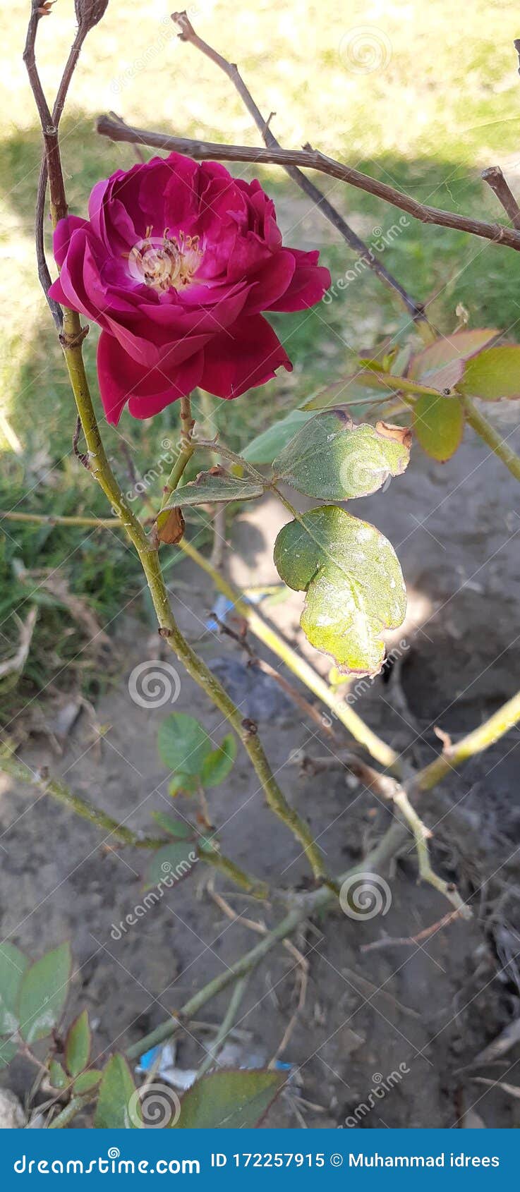Flower Red Rose Greenery Nice Stock Image - Image of flower, rose ...