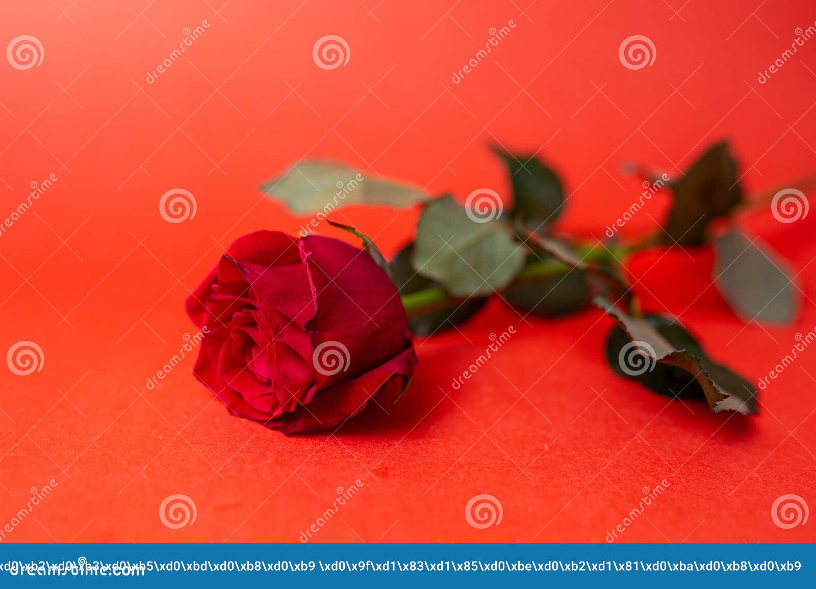 The Flower is a Red Rose with Thorns Lying on a Red Background Stock ...