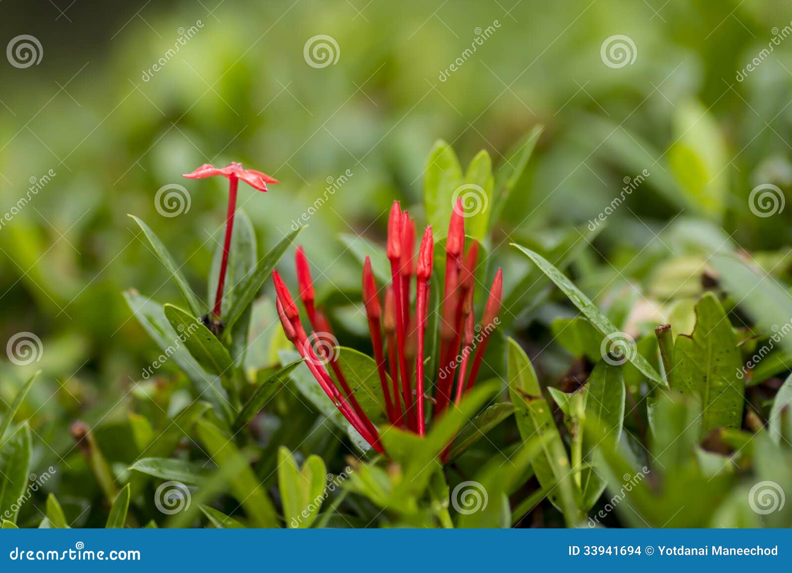 Flower stock photo. Image of rubiaceae, coccinea, leafs - 33941694