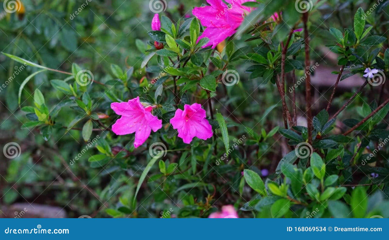 Flower Red Simple Picture Art Stock Photo - Image of simple, flower ...
