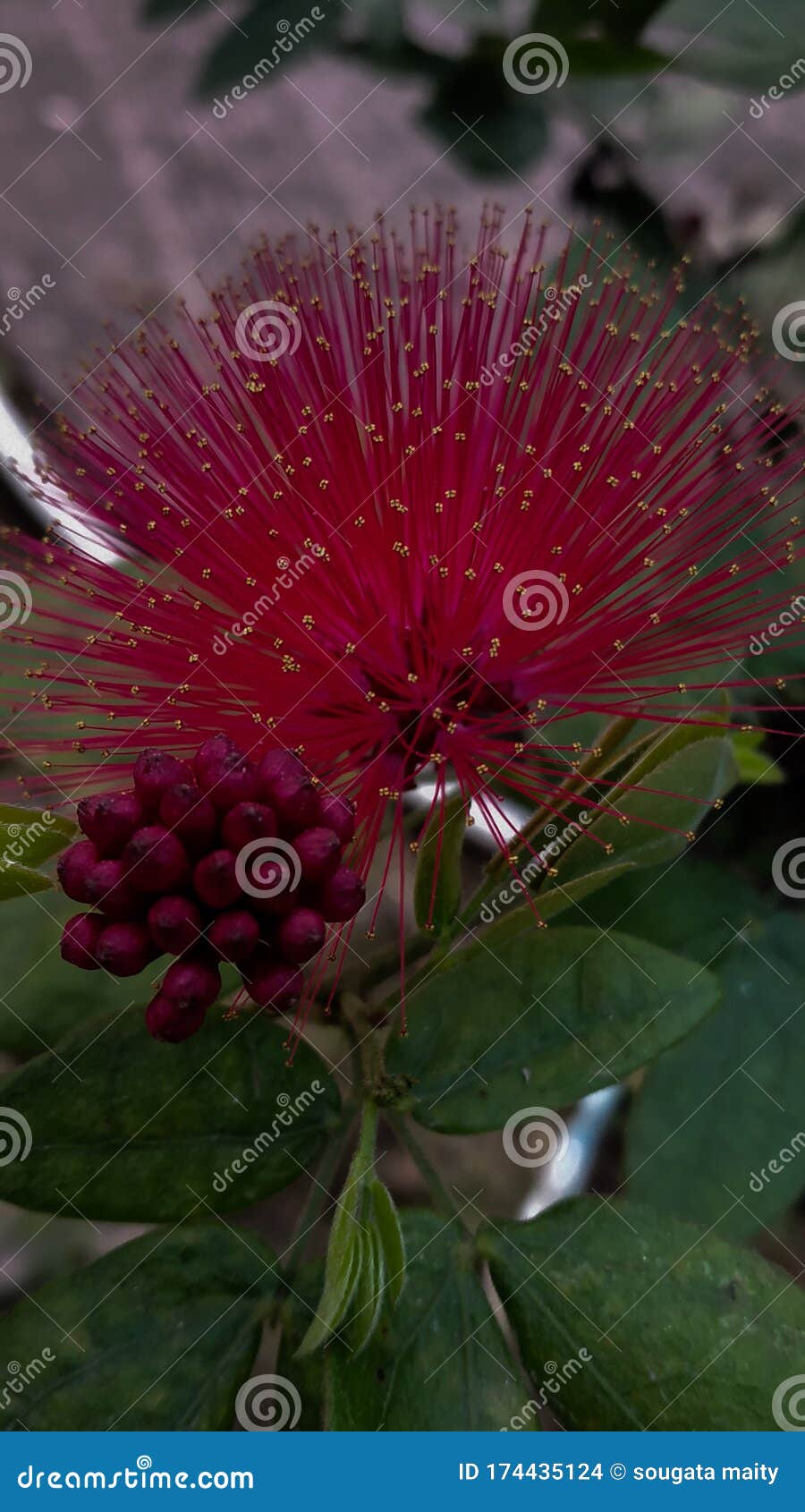 Flower Red Siris Rural Plant Stock Photo - Image of plant, rural: 174435124