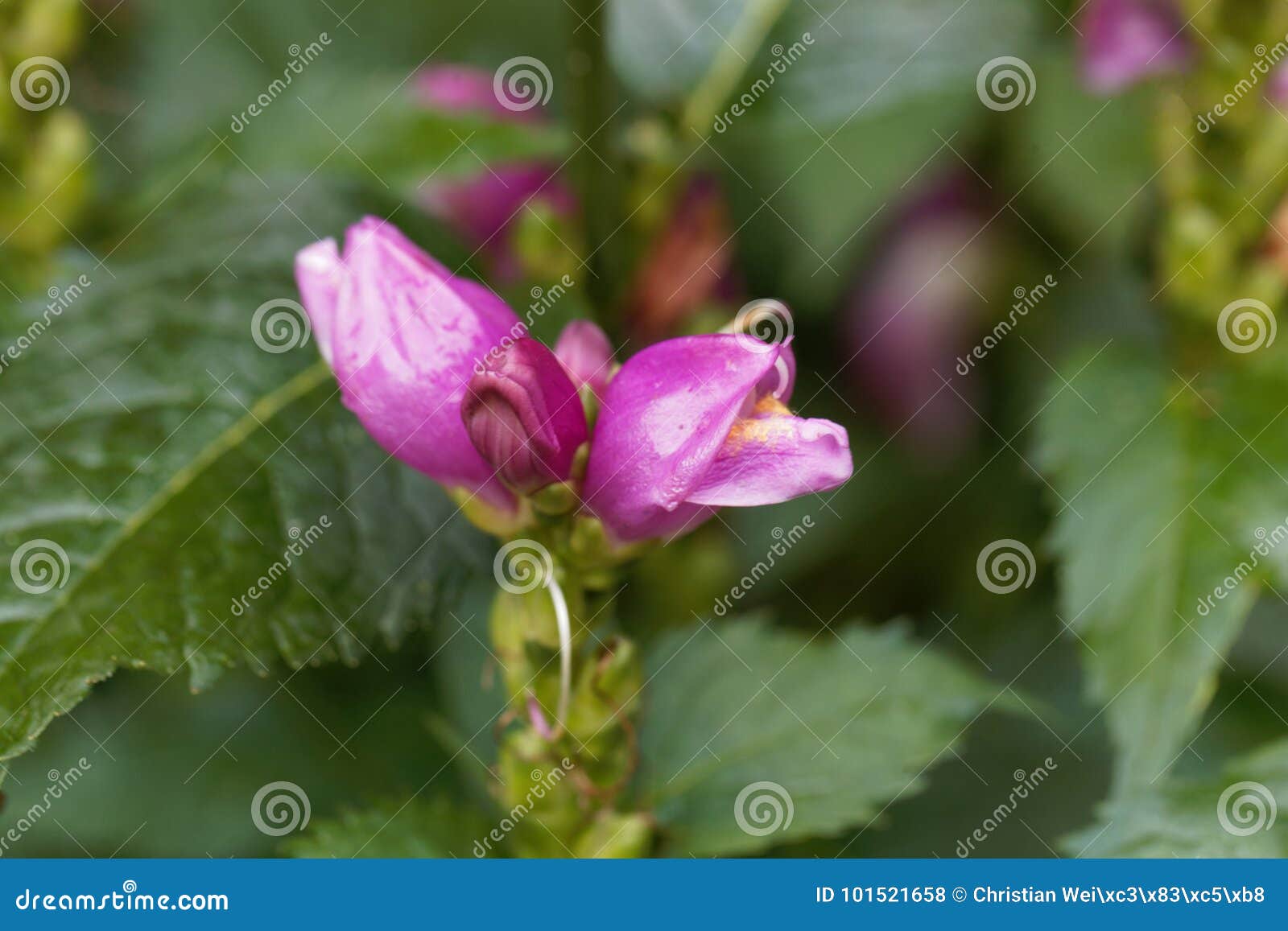 Red Turtlehead Chelone Obliqua Stock Photo - Image of foliage, close ...