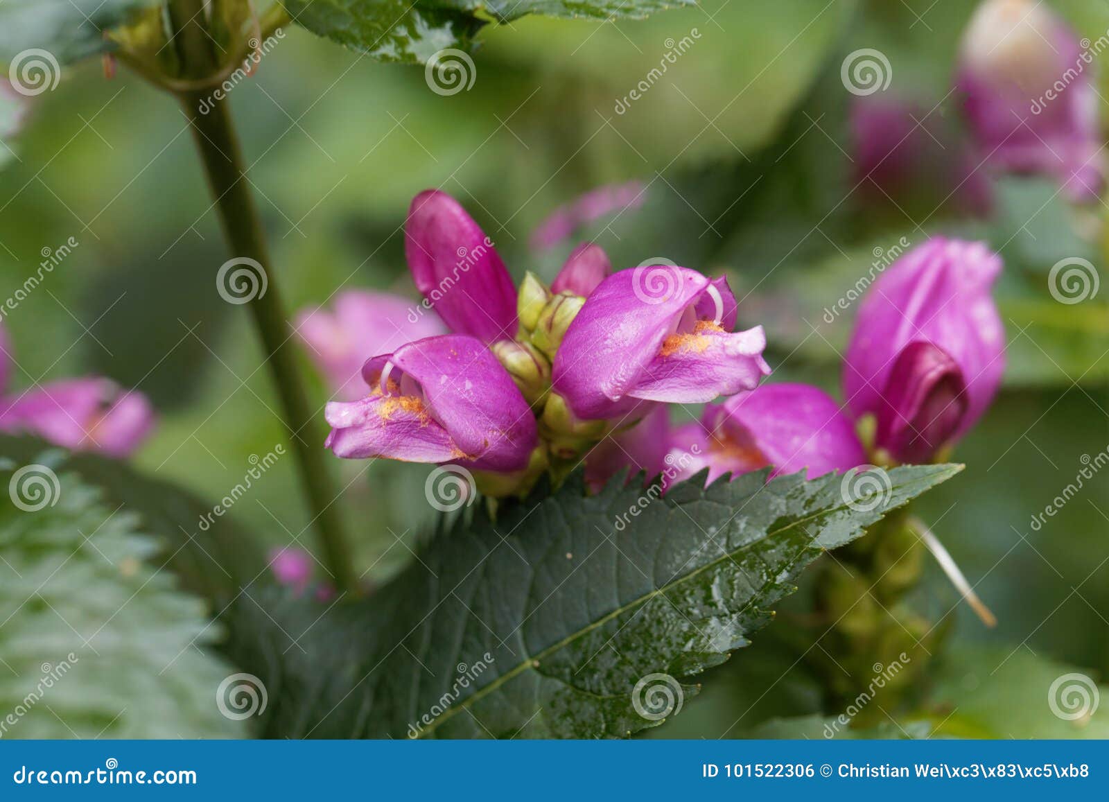 Red Turtlehead Chelone Obliqua Stock Photo - Image of garden, close ...