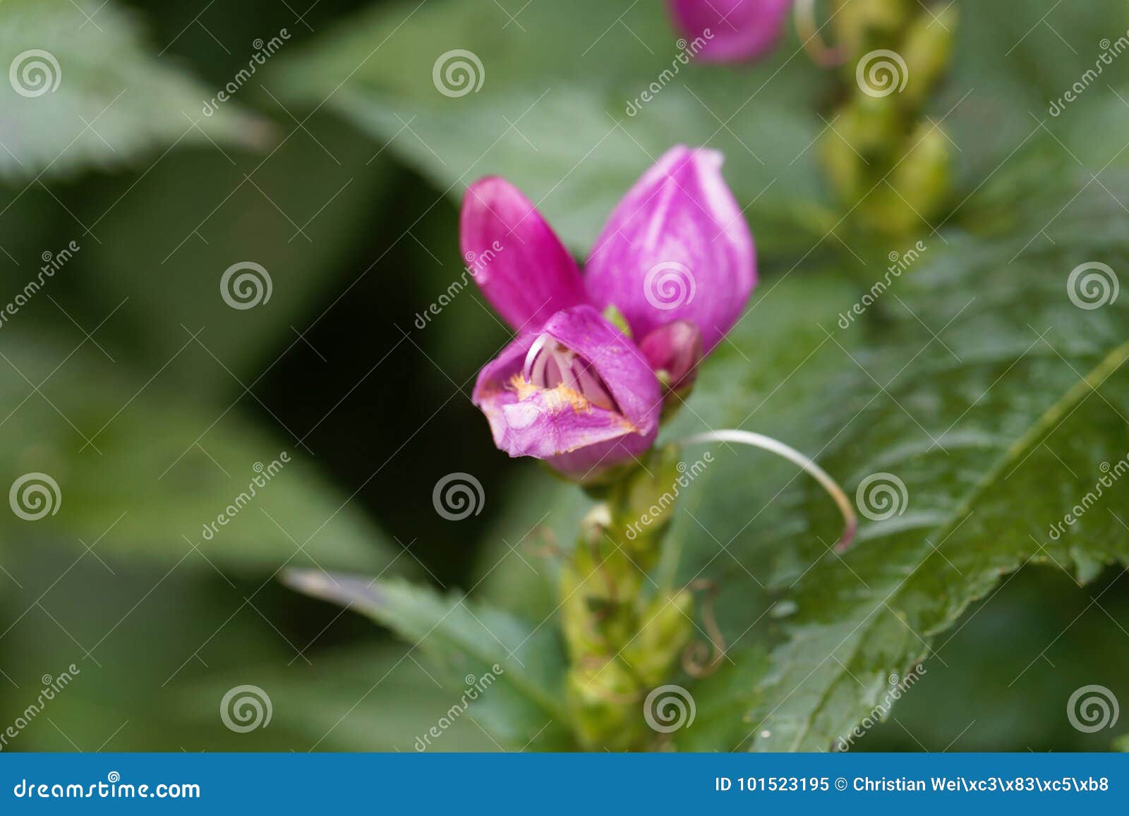 Red Turtlehead Chelone Obliqua Stock Image - Image of macro, chelone ...