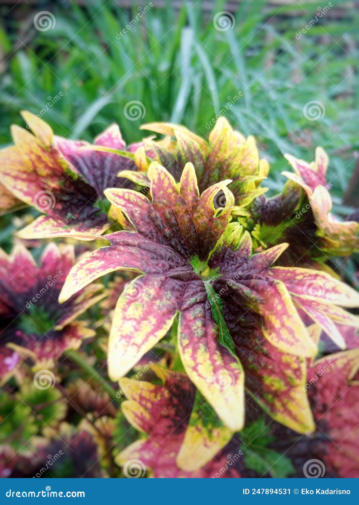 Flower Red Yellow Stock Image Image Of Fresh Plant 247894531