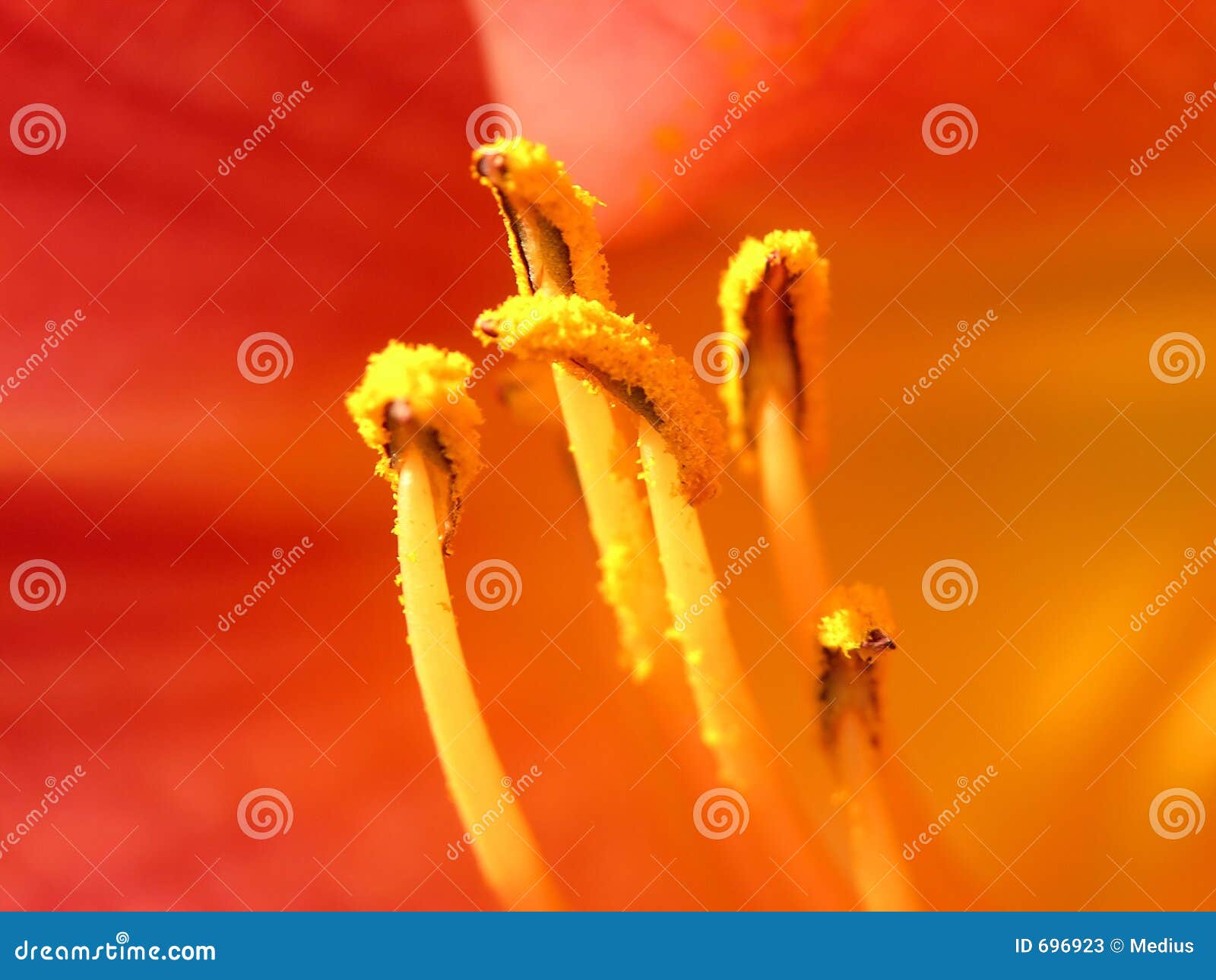 Flower red yellow azalea stock image. Image of azalea, beauty - 696923