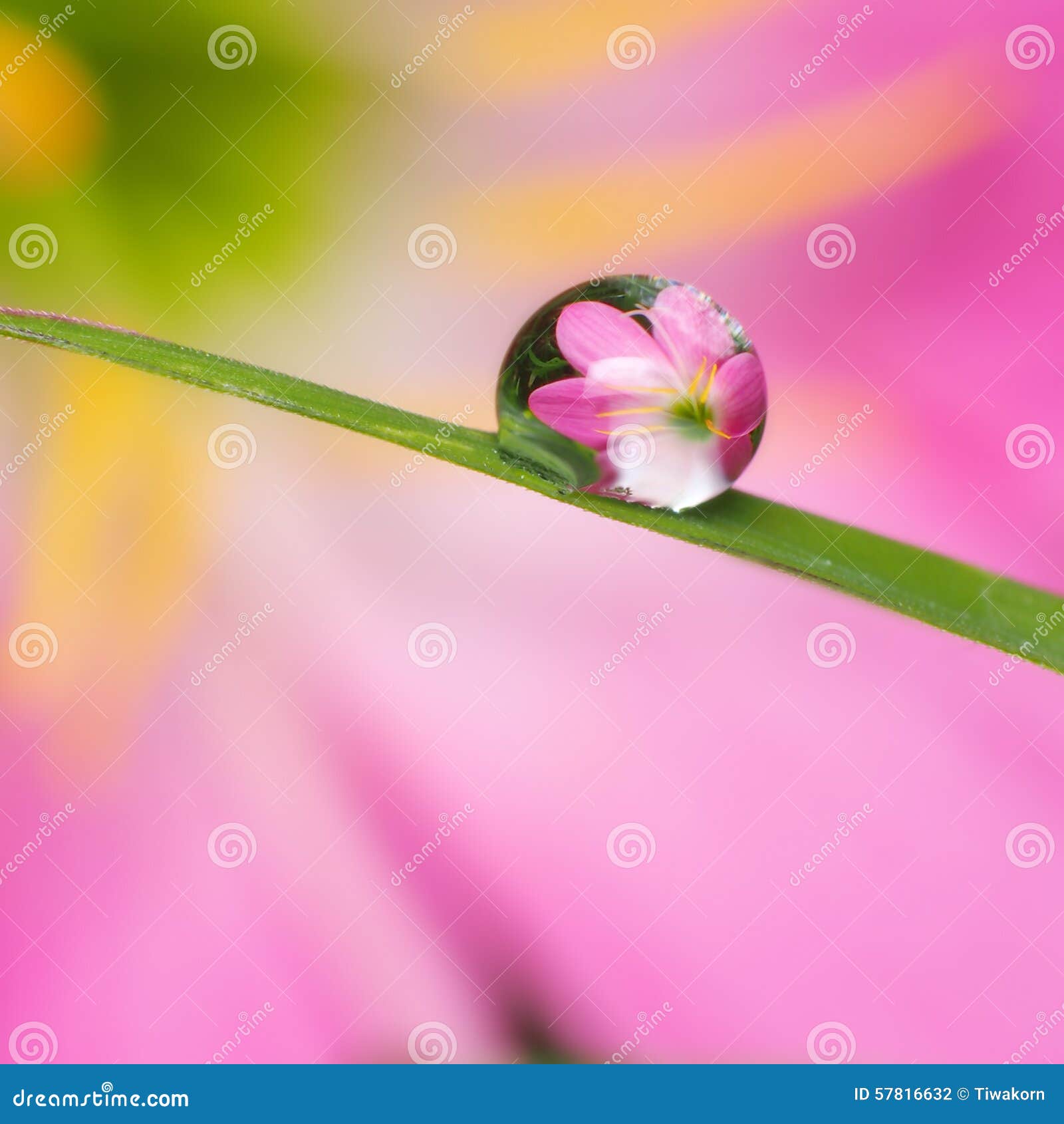 Flower Reflected in Droplets Stock Photo - Image of colorful, abstract ...