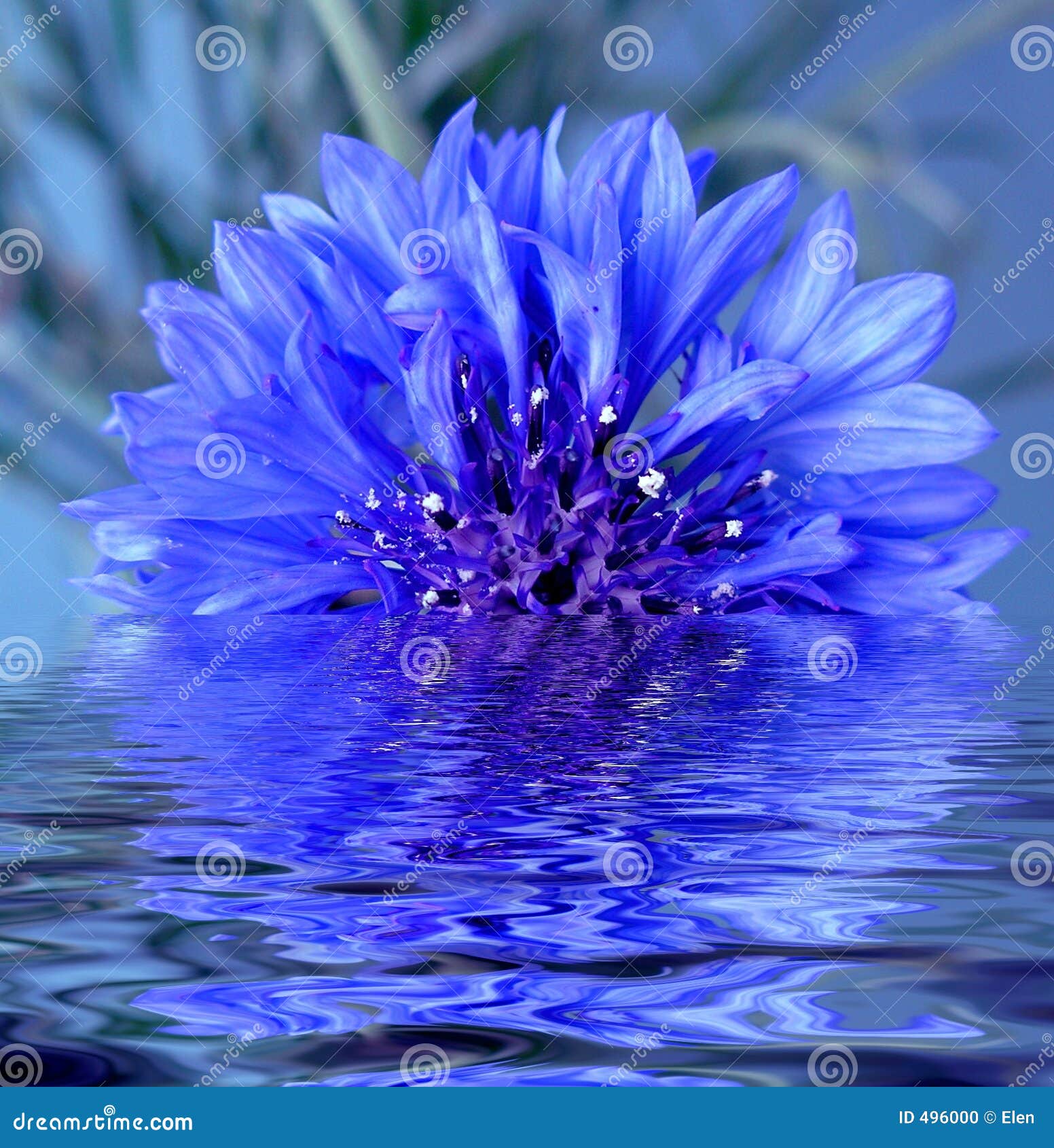 The Flower Reflected in Water Stock Photo - Image of congratulation ...