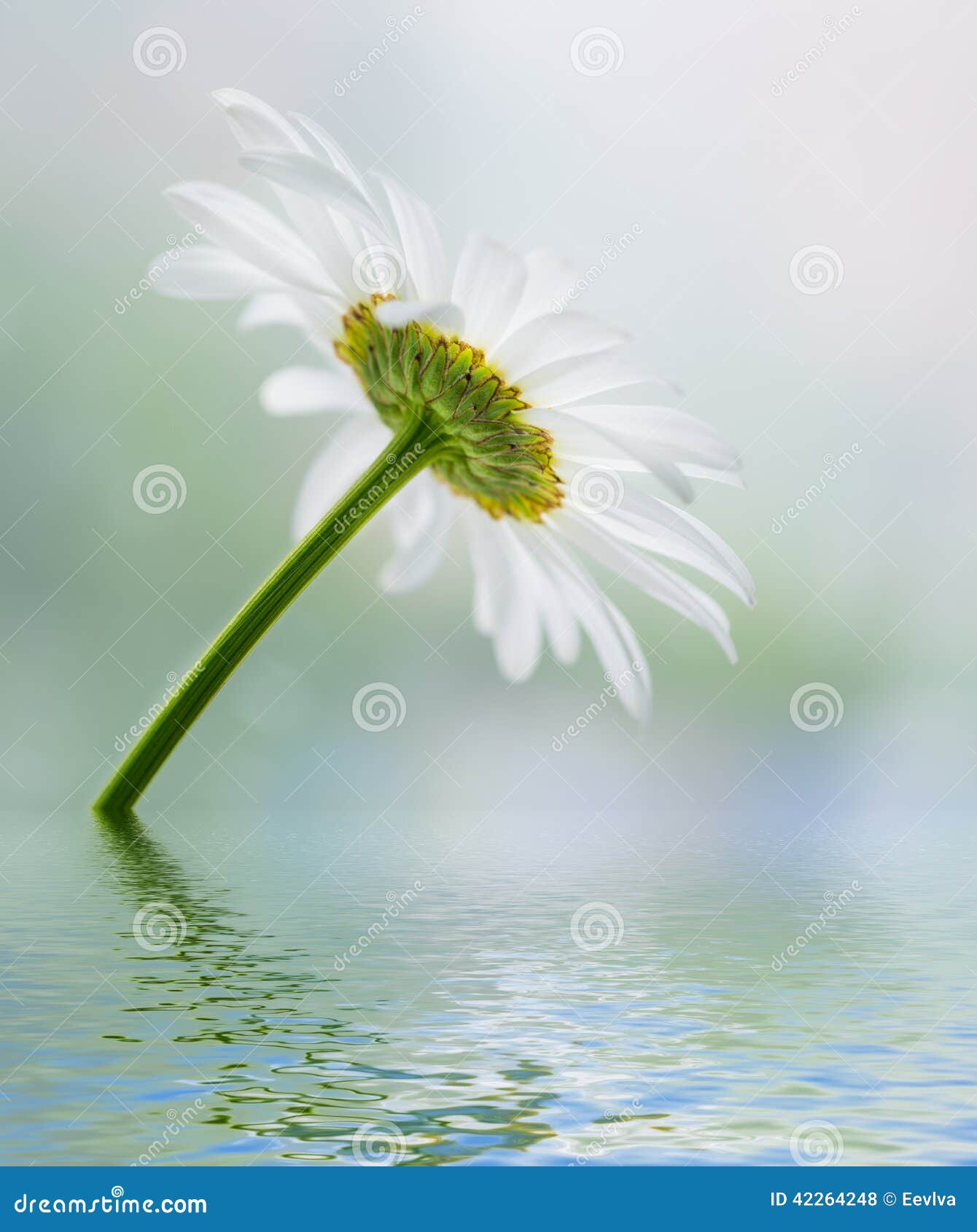 Flower Reflected in Water Surface. Stock Photo - Image of camomile ...