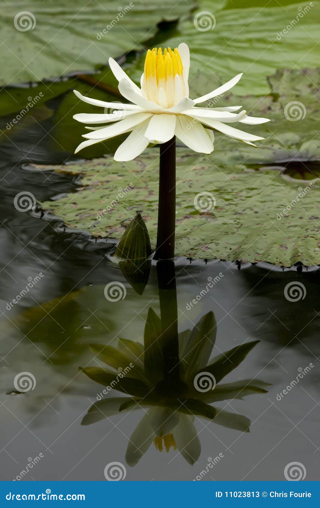 Flower Reflection stock image. Image of flora, scenery - 11023813