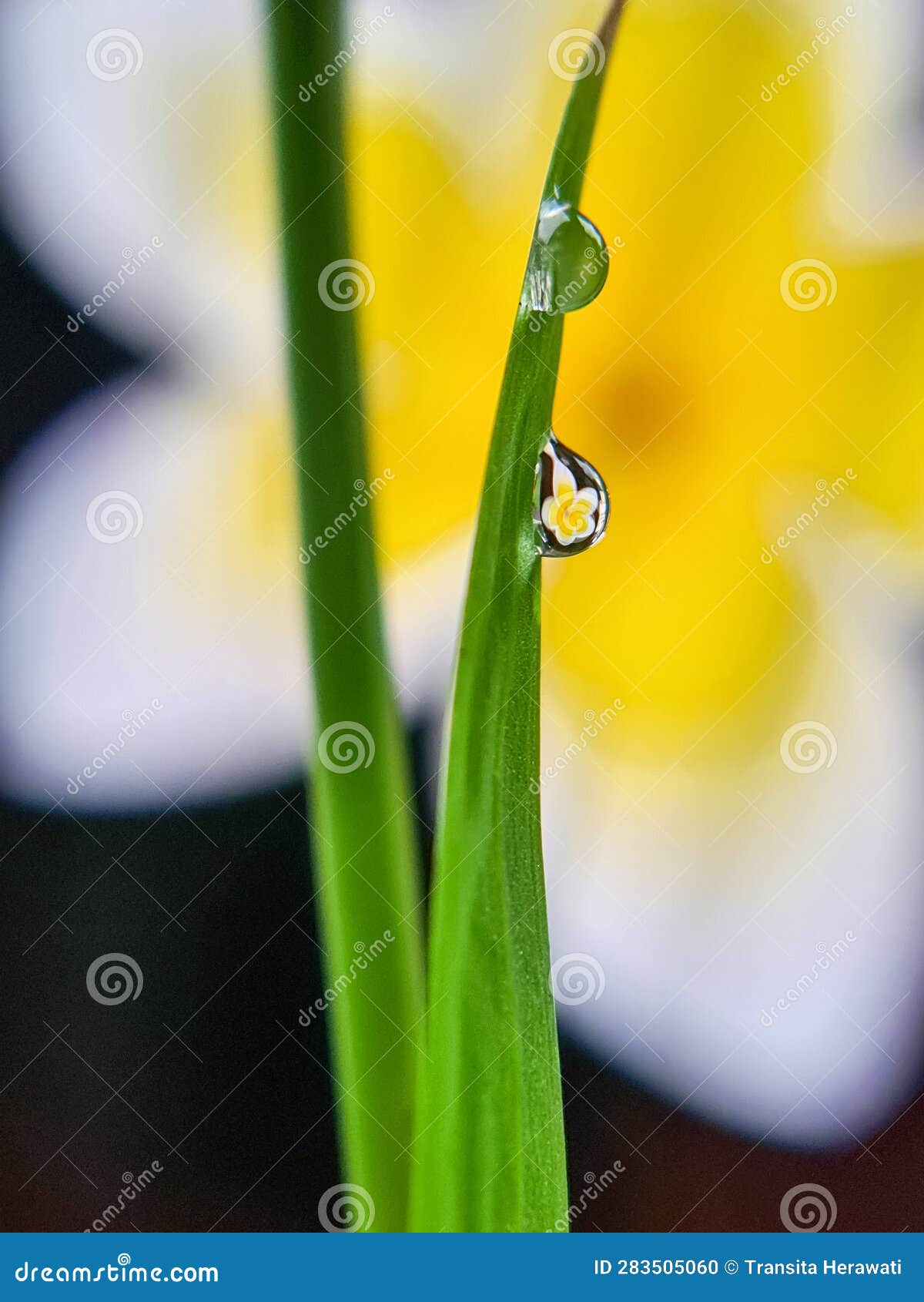 Flower Reflection in Dewdrops on Leaves Stock Photo - Image of raindrop ...