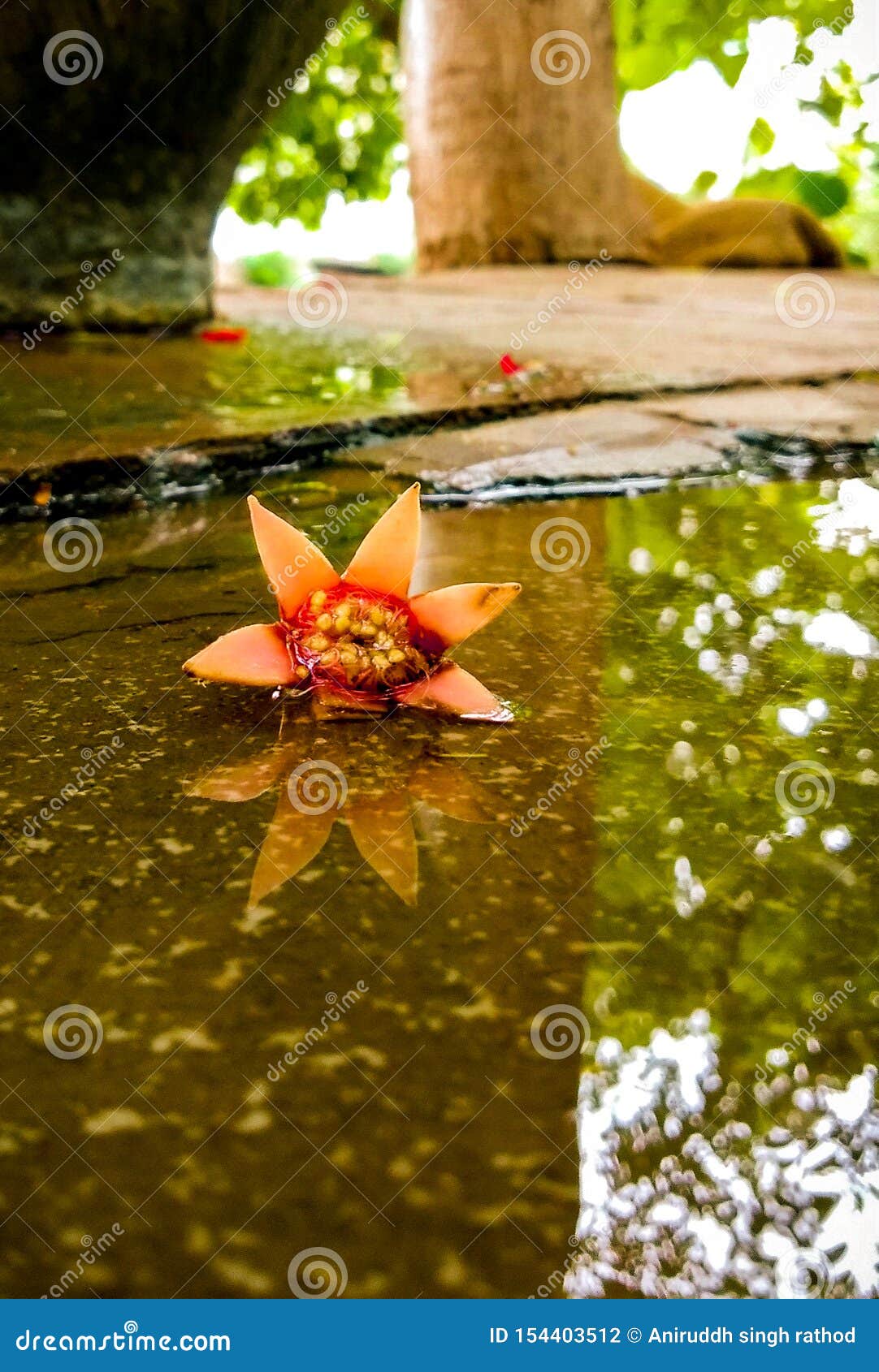 Flower Reflection stock photo. Image of mothernature - 154403512