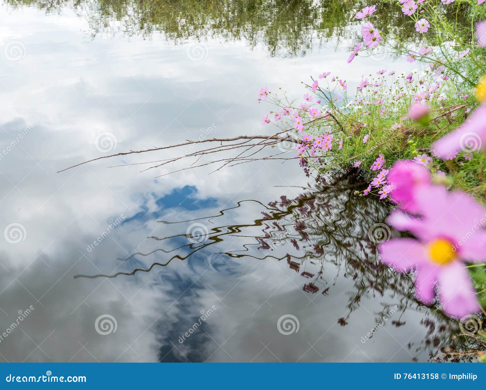 Flower Reflection in the Water Stock Photo - Image of natural, beauty ...