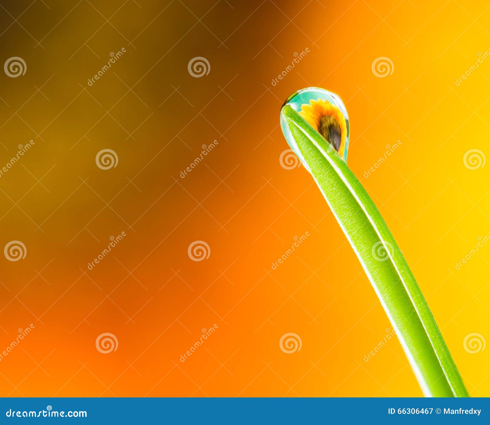 Flower Refraction in a Dew Drop on a Blade of Grass Stock Image - Image ...
