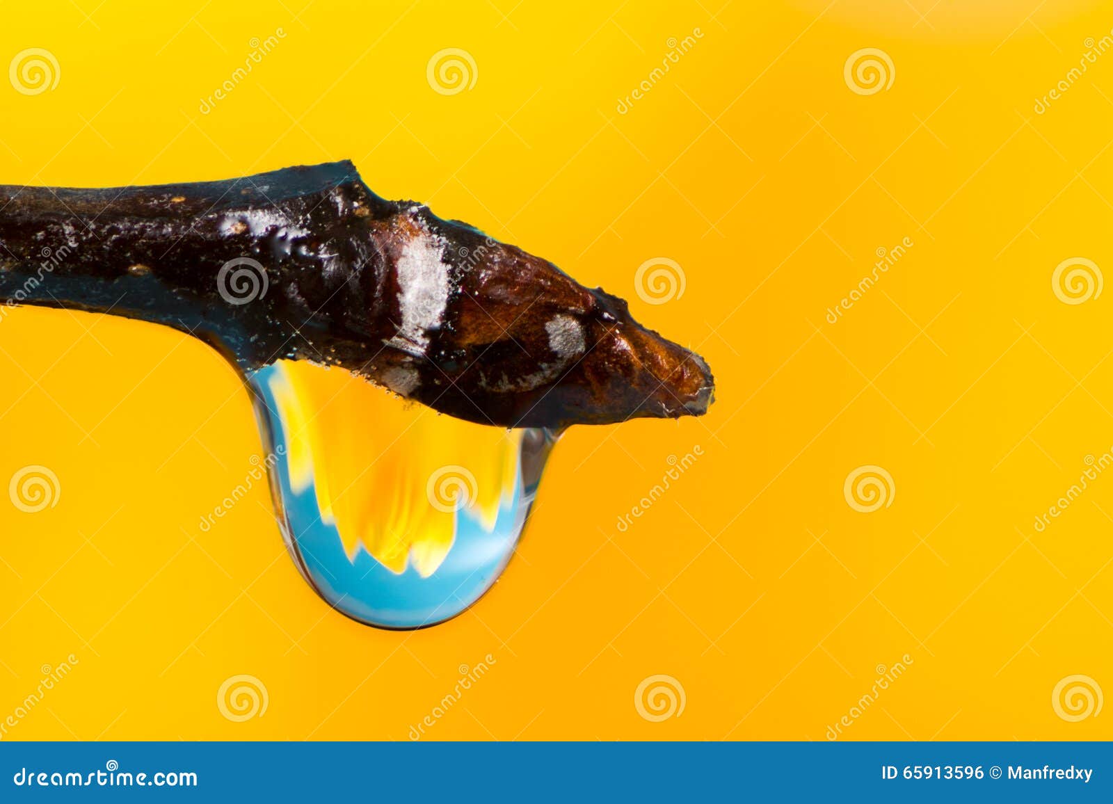 Flower Refraction in a Dew Drop on a Twig Stock Photo - Image of yellow ...