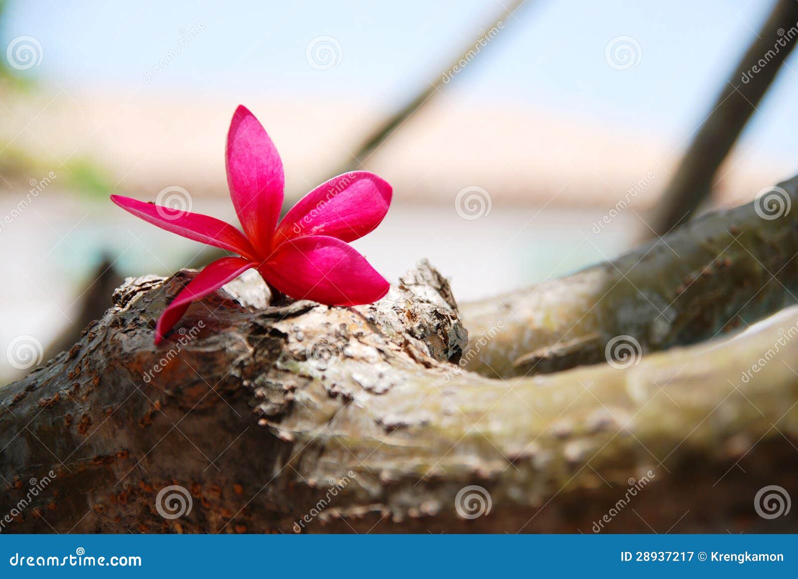 Flower Relax stock image. Image of harmony, frangipani - 28937217