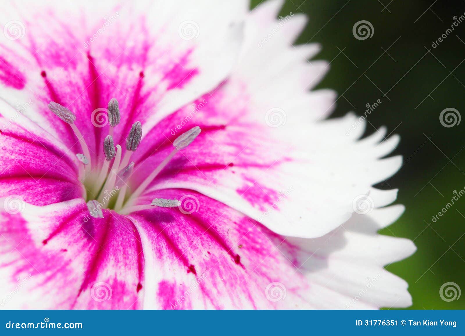 Flower Reproductive Structures Macro Stock Image - Image of flower ...