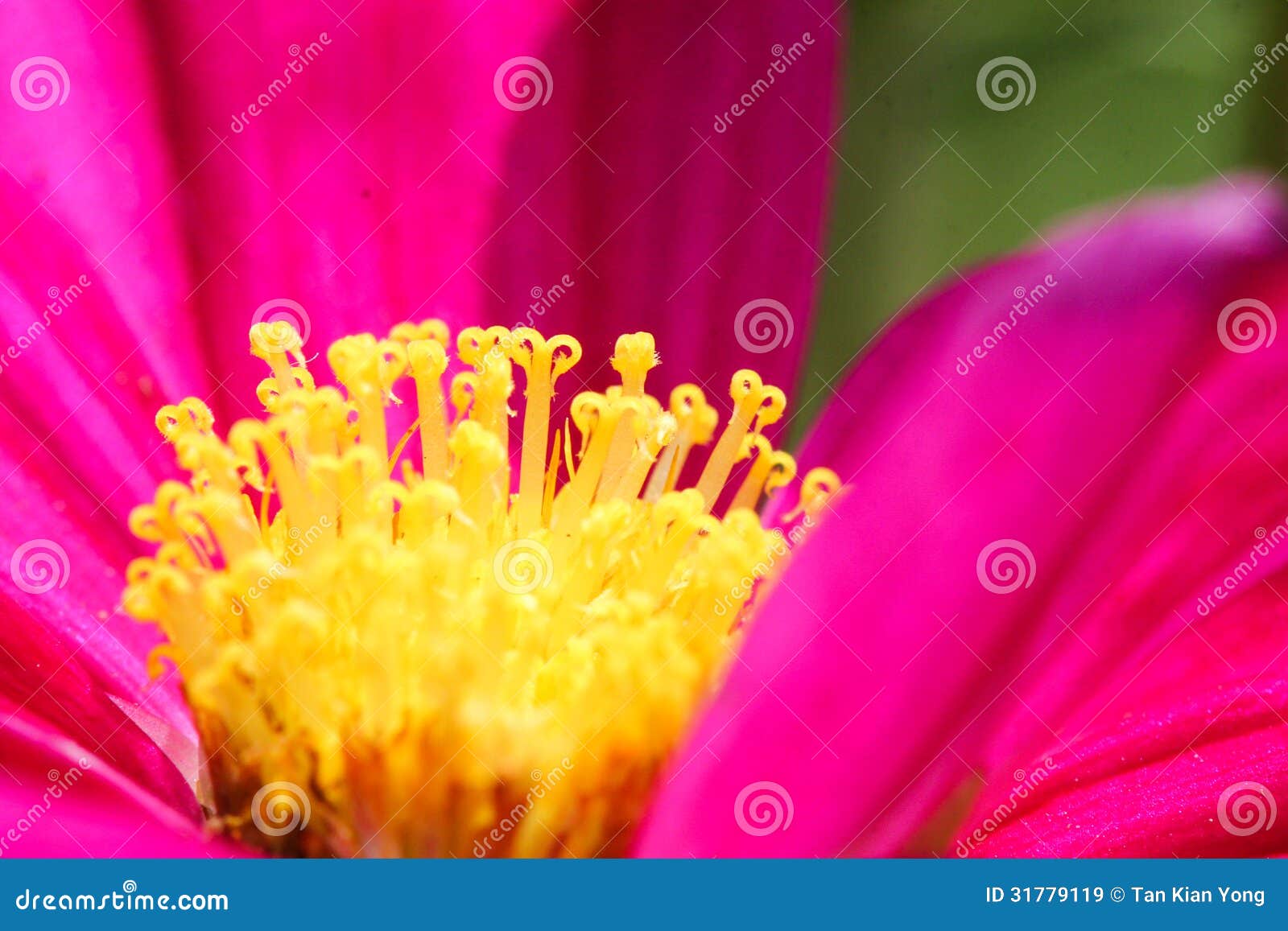 Flower Reproductive Structures Macro Stock Image - Image of macro ...