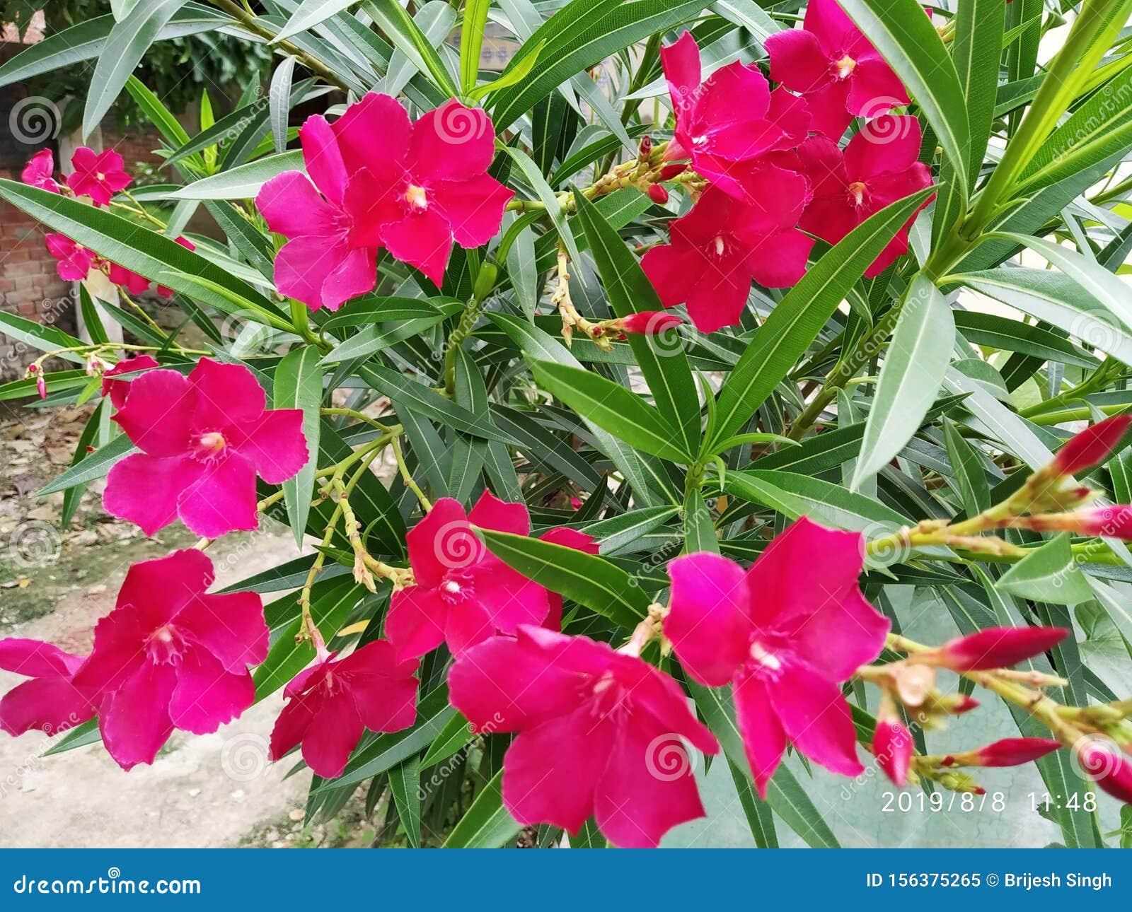 Flower stock image. Image of vally, flower, beautiful - 156375265