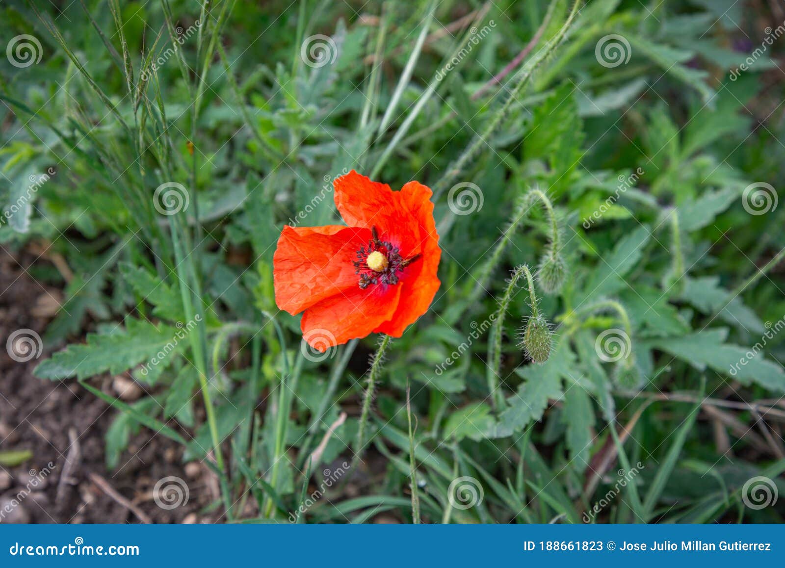 Flower Resources in the Field Stock Image - Image of nature, blue ...
