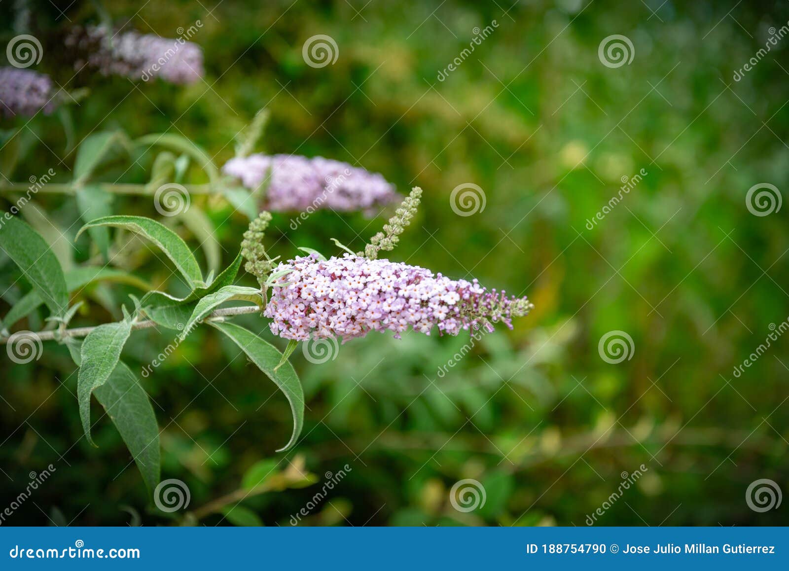Flower Resources in the Field Stock Photo - Image of flora, pink: 188754790