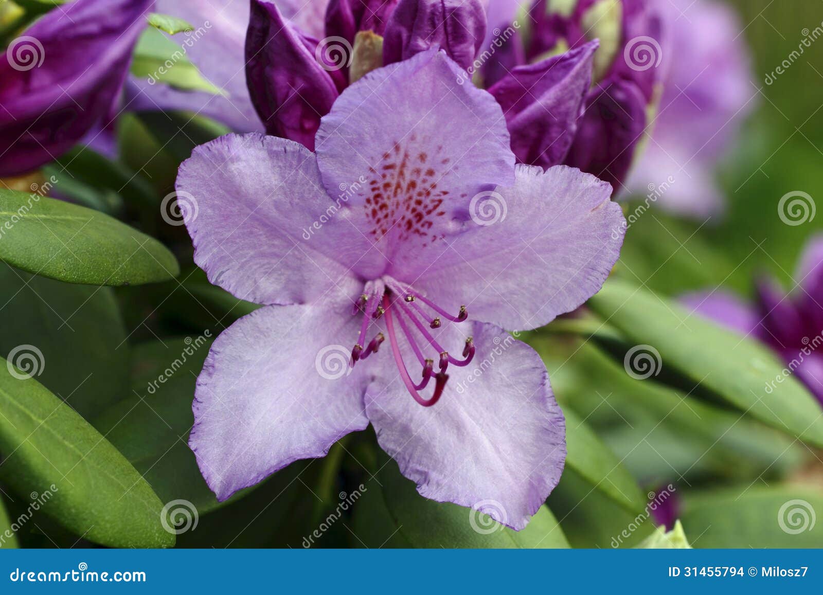 Flower of Rhododendron stock photo. Image of petal, wildflower - 31455794