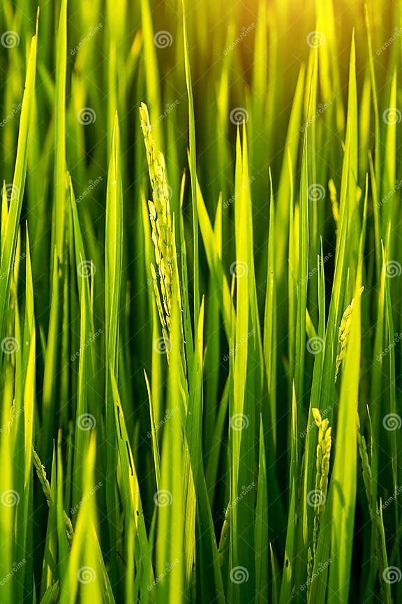 Flower of Rice and Green Leaf with Blur Background Stock Photo - Image ...