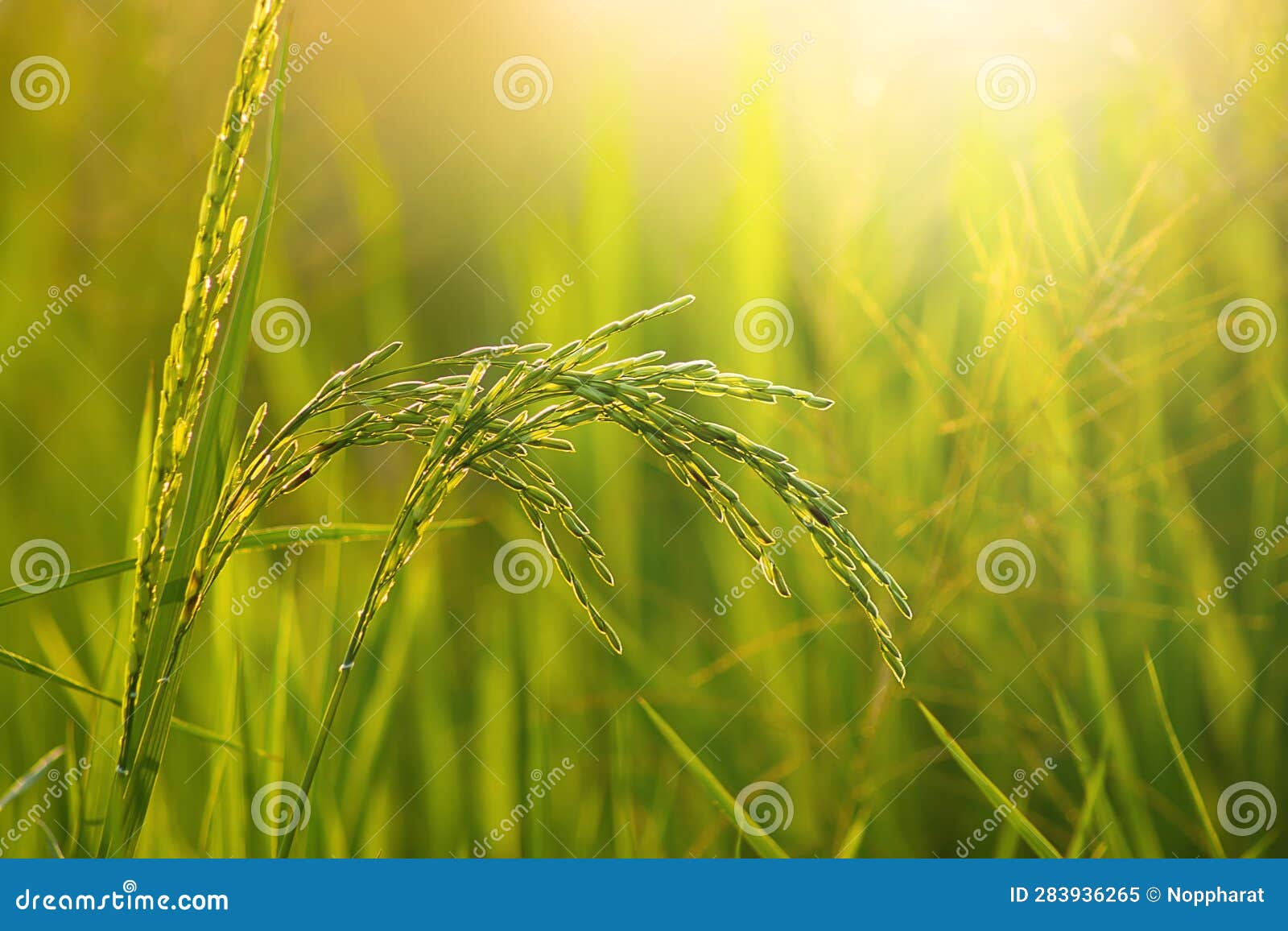Flower of Rice and Green Leaf with Blur Background Stock Image - Image ...