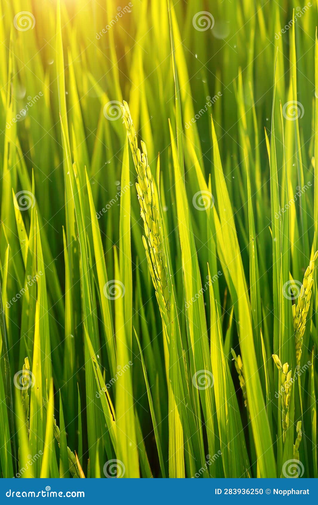 Flower of Rice and Green Leaf with Blur Background Stock Photo - Image ...
