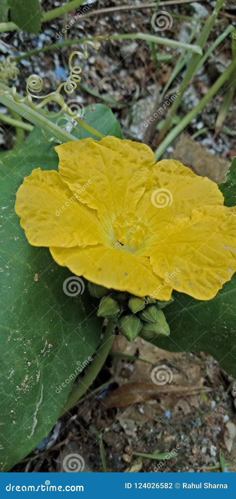 Flower stock photo. Image of ridged, turai, gourd, yellow - 124026582
