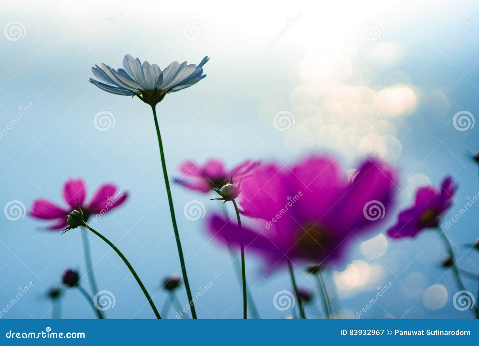 Flower with rimlight stock image. Image of ornamental - 83932967