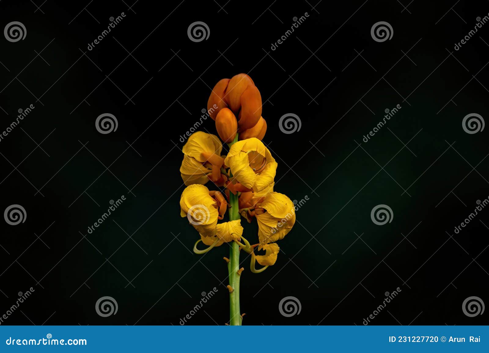 Ringworm Shrub Royalty-Free Stock Photography | CartoonDealer.com ...