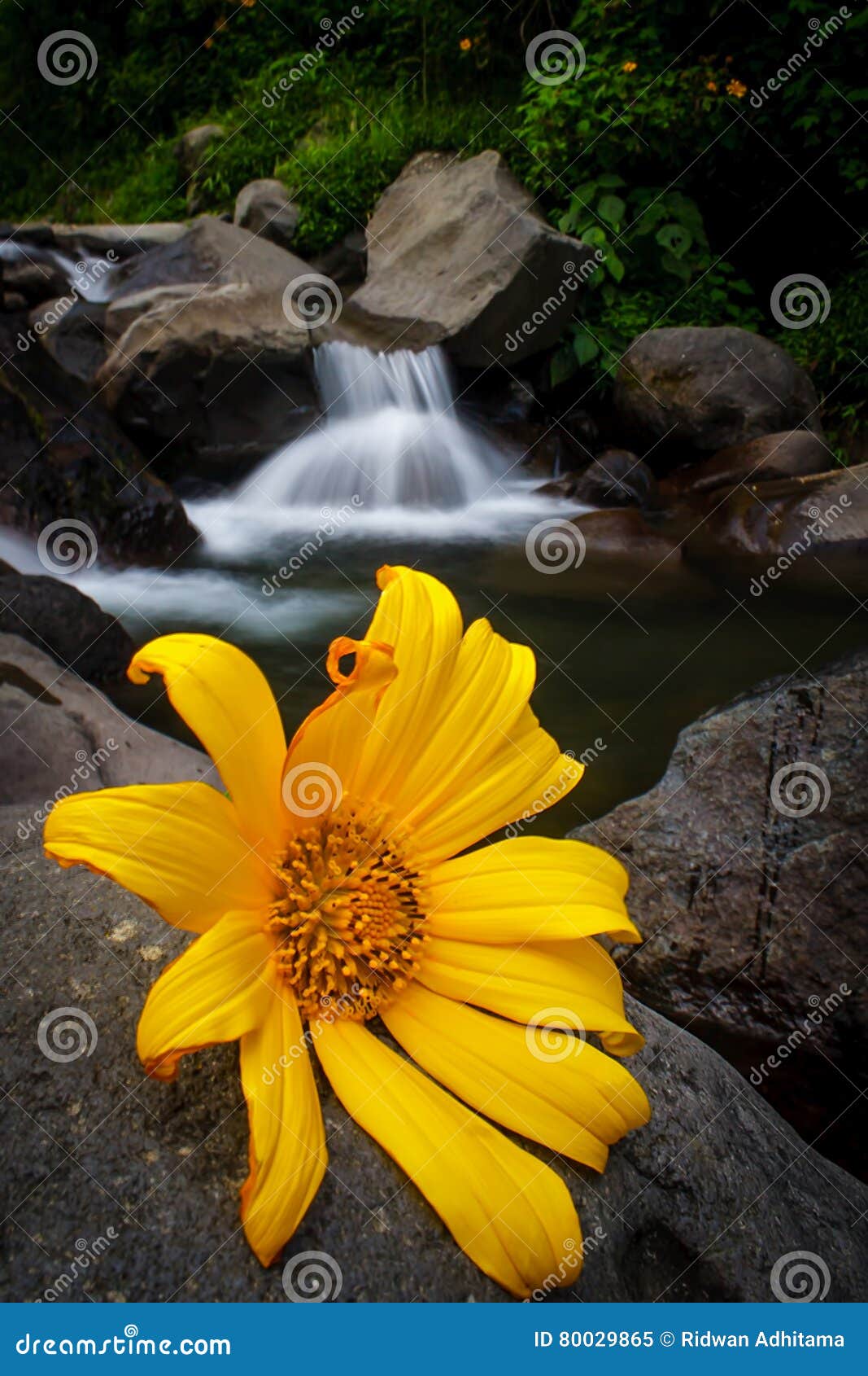 Flower in the river stock image. Image of design, landscape - 80029865