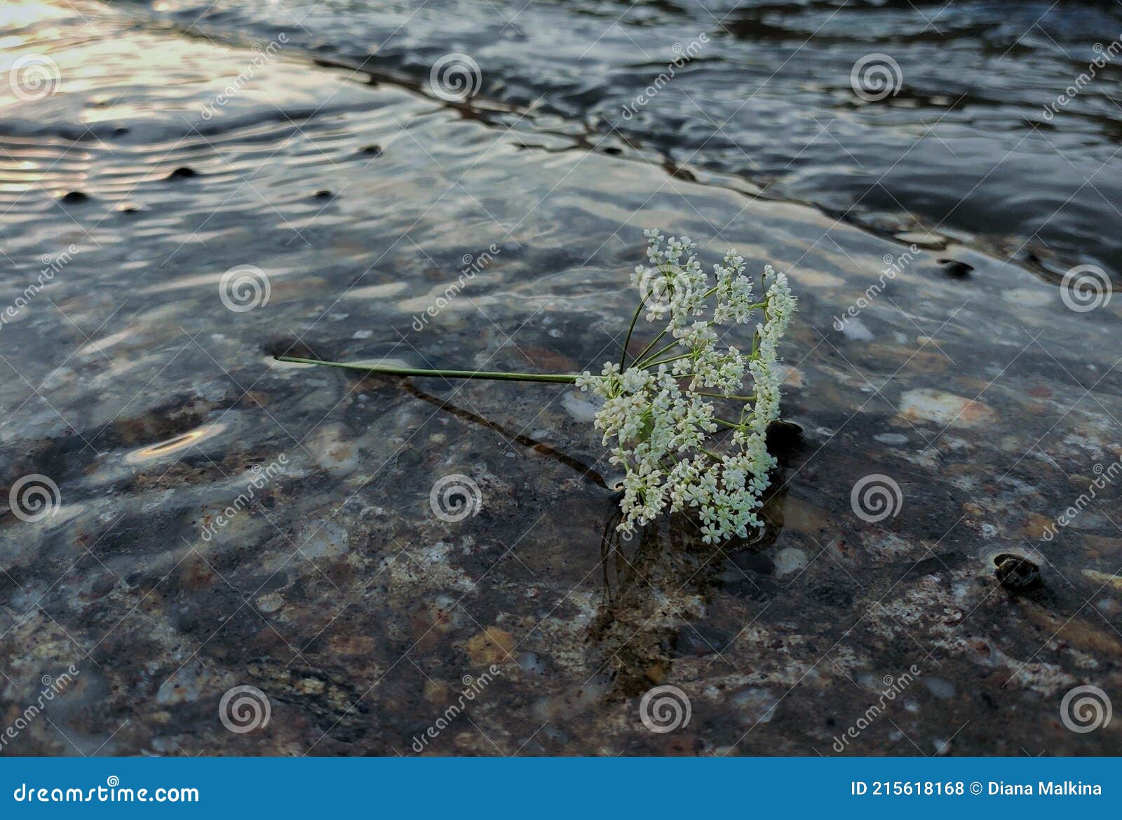 Flower in the river stock photo. Image of shore, flower - 215618168