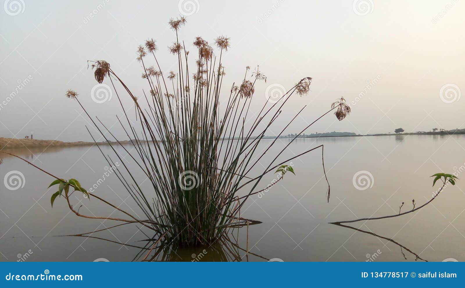 Flower in the river side. stock image. Image of moment - 134778517