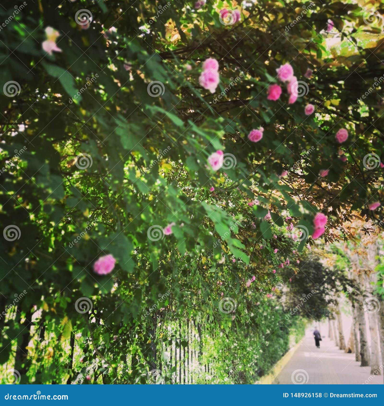 Flower, road, stock photo. Image of flower, alone, spring - 148926158