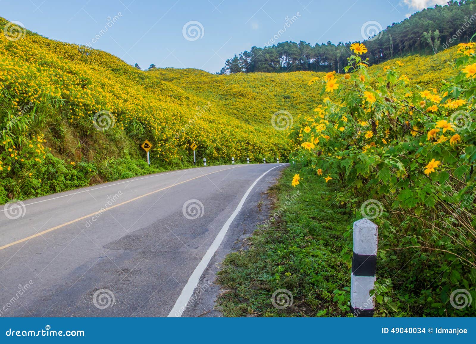 Flower road stock photo. Image of concrete, blue, clear - 49040034