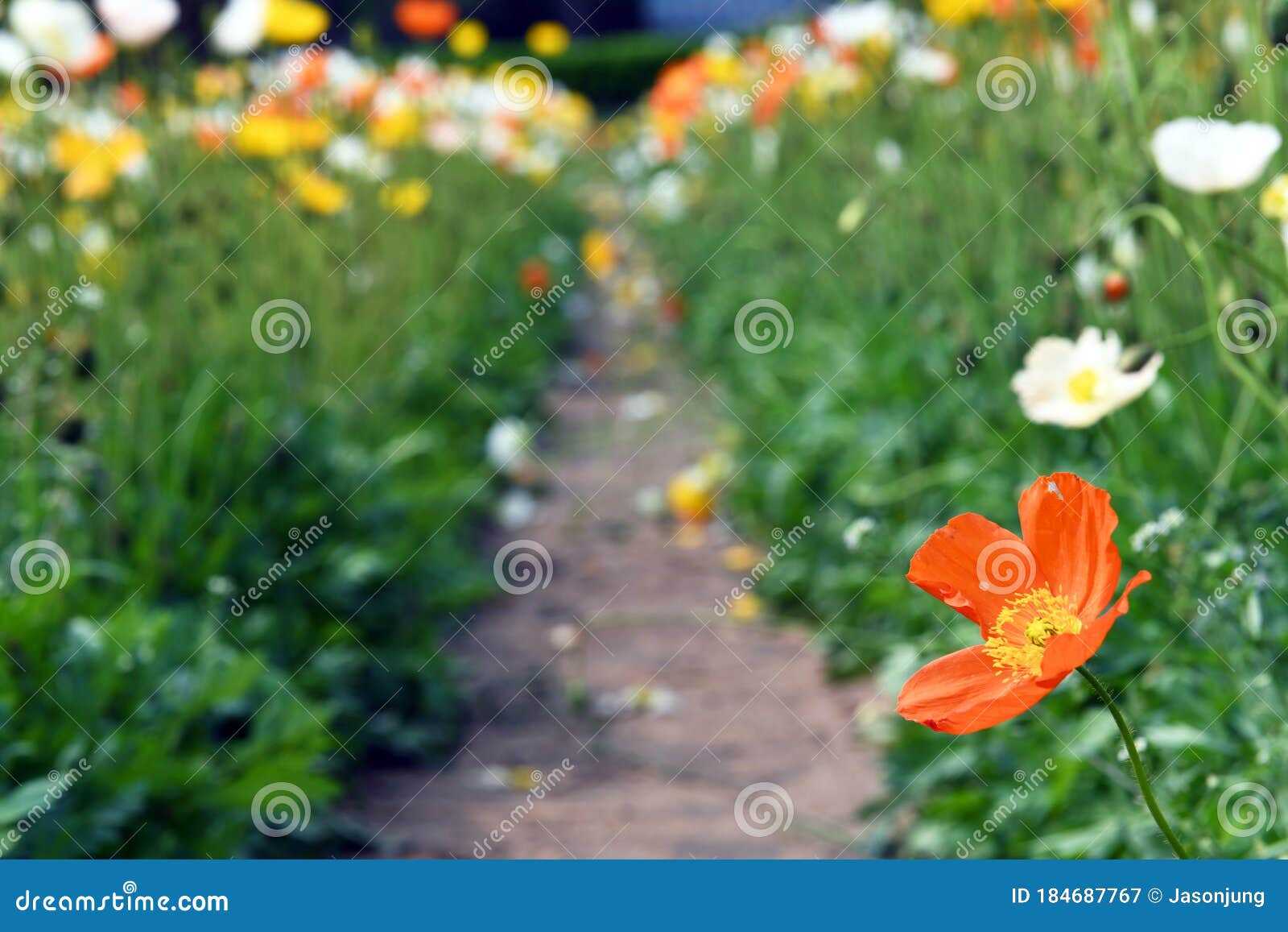 Flower on the road stock image. Image of spring, outdoor - 184687767