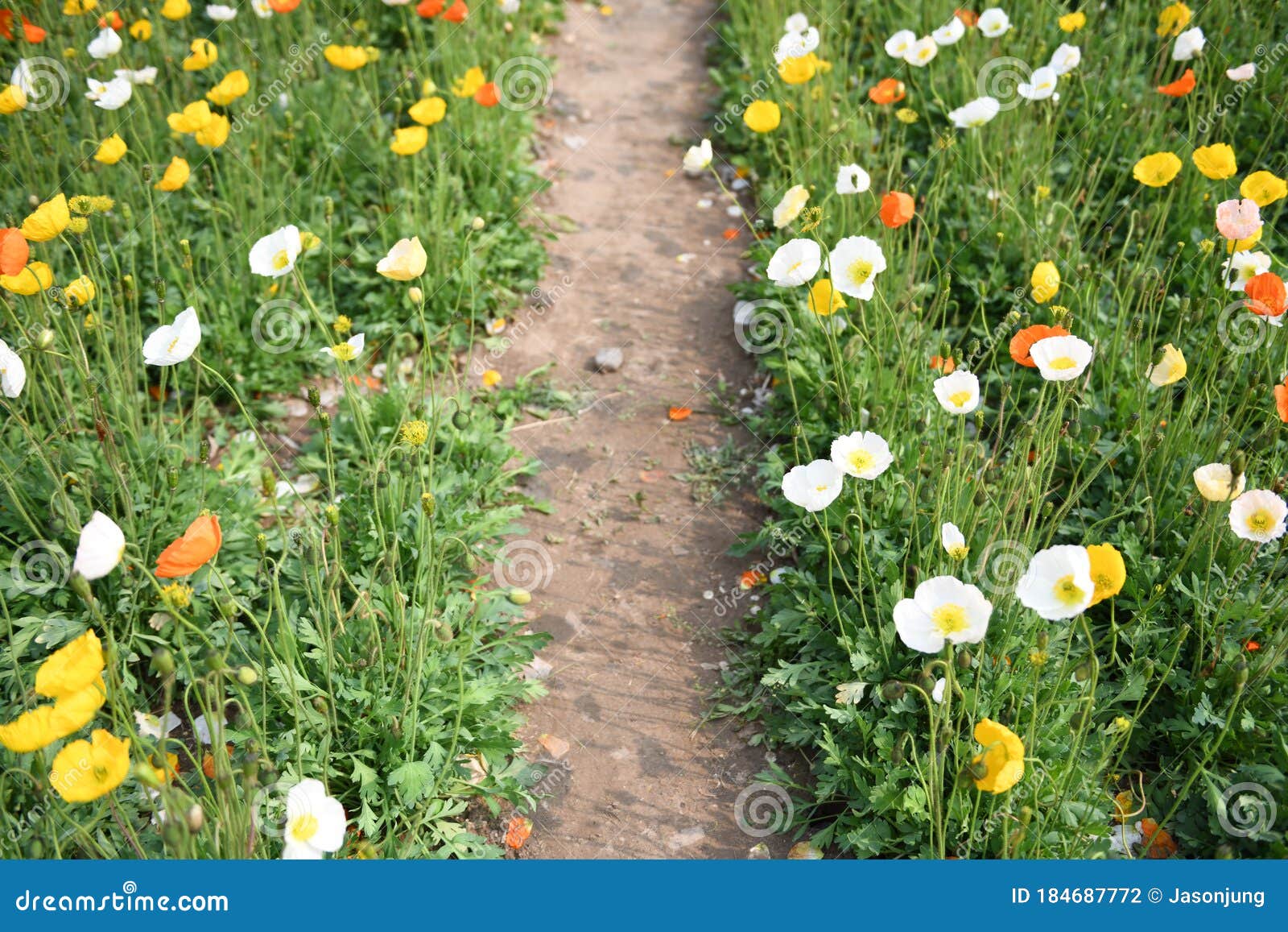 Flower on the road stock photo. Image of road, nature - 184687772