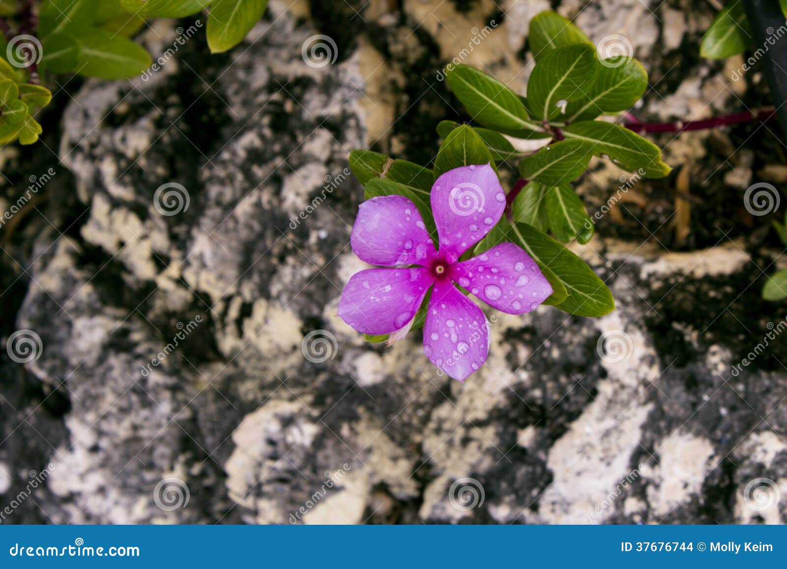 Flower on Rock stock photo. Image of contrast, drops - 37676744