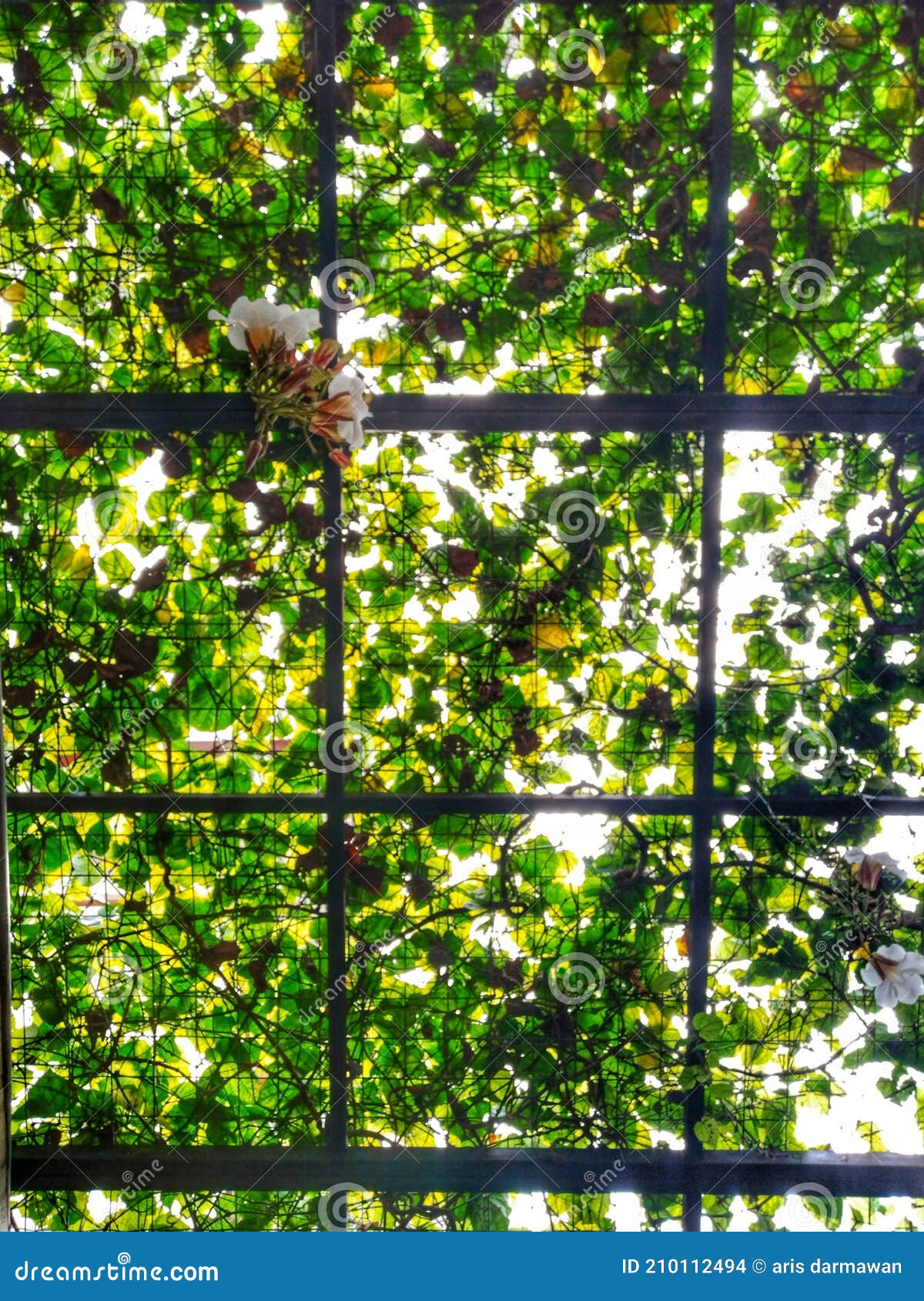 Flower on the roft top stock photo. Image of nature - 210112494