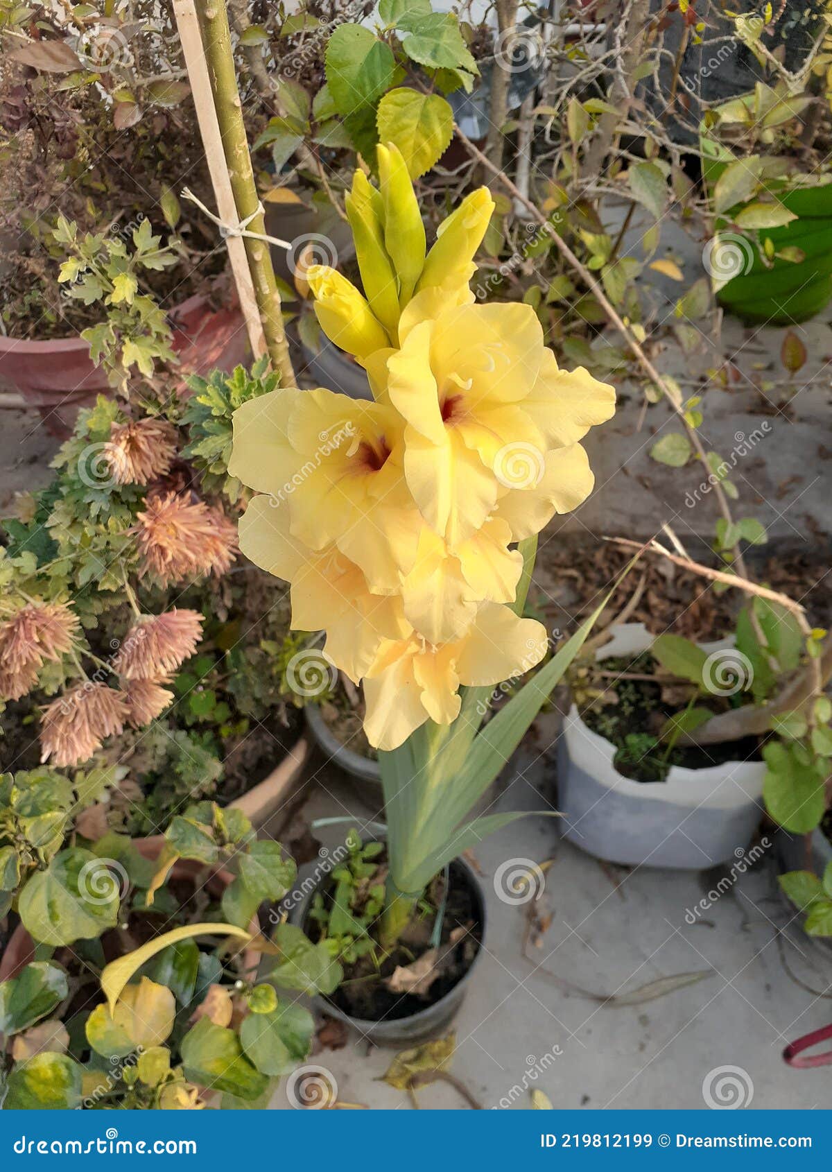 A Flower In The Roof Of My House He Called Habusee Flower In Indian ...