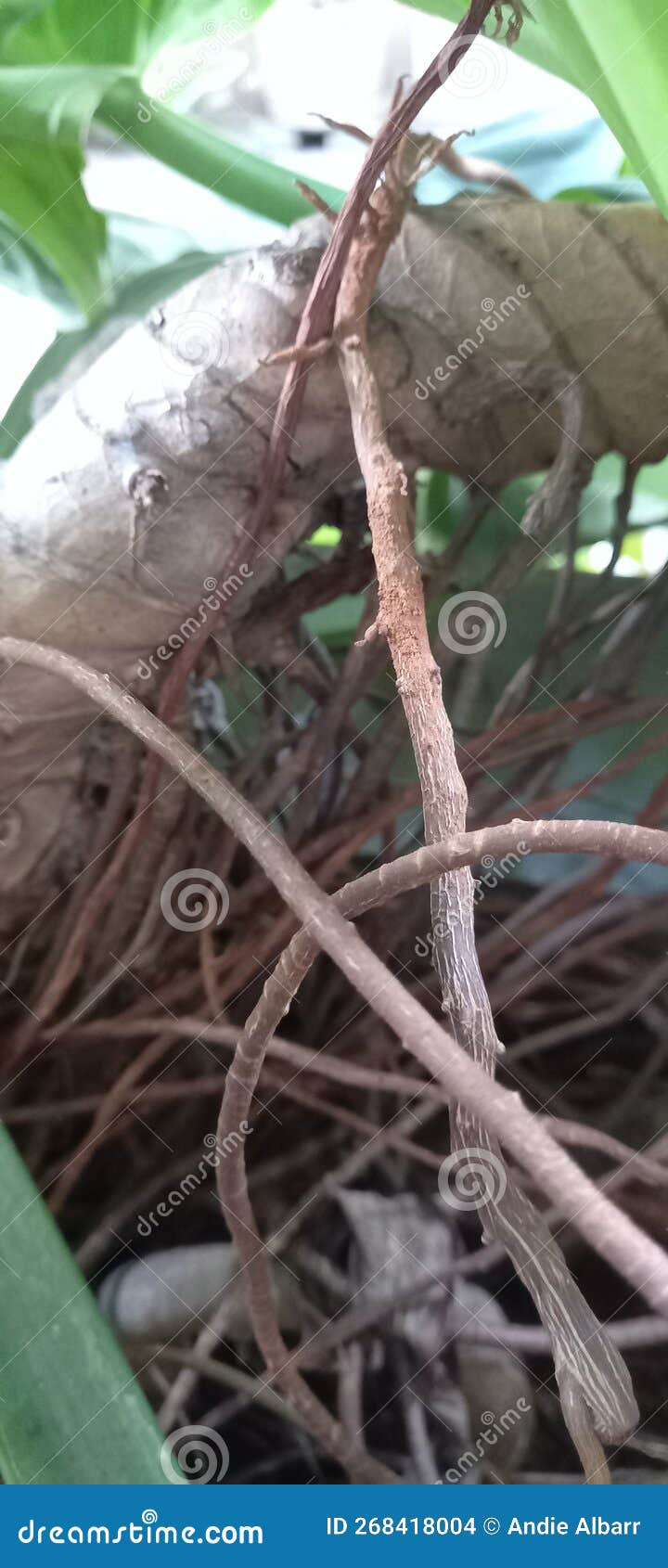 Set of Roots stock photo. Image of stem, flower, roots - 268418004