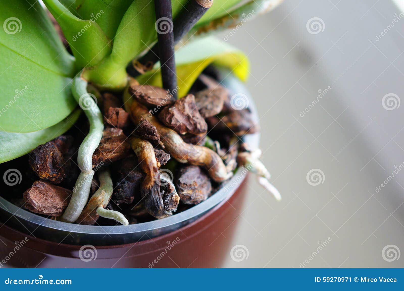 Flower roots stock image. Image of flora, roots, close - 59270971